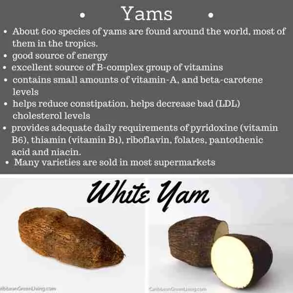 What Is Yam (a Healthy Tropical Root Vegetable)