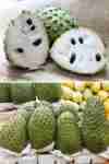 Soursop 101: Everything You Need To Know About This Exotic Fruit