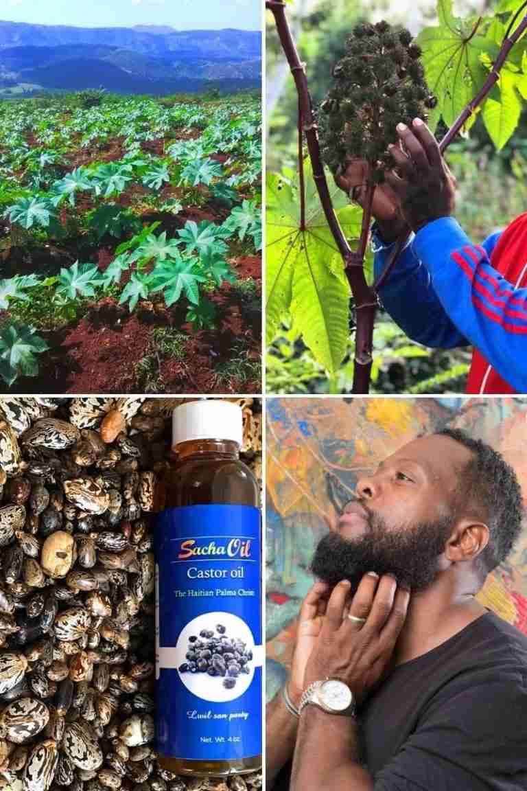 Haitians' Love For Castor Oil: A Healing Component And Haitian Cultural ...