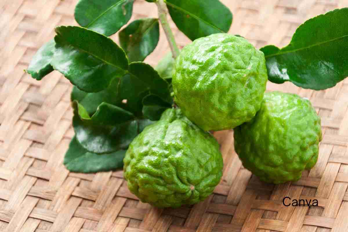 What Is Kaffir Lime: Your New Favorite Citrus