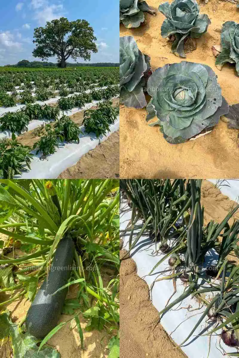 Farm-to-Table: Exploring The Benefits Of Pick-Your-Own Farms